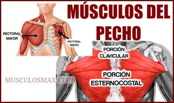 Rutinas y Ejercicios para Pecho: ¿Cómo entrenar tus Pectorales de forma ...